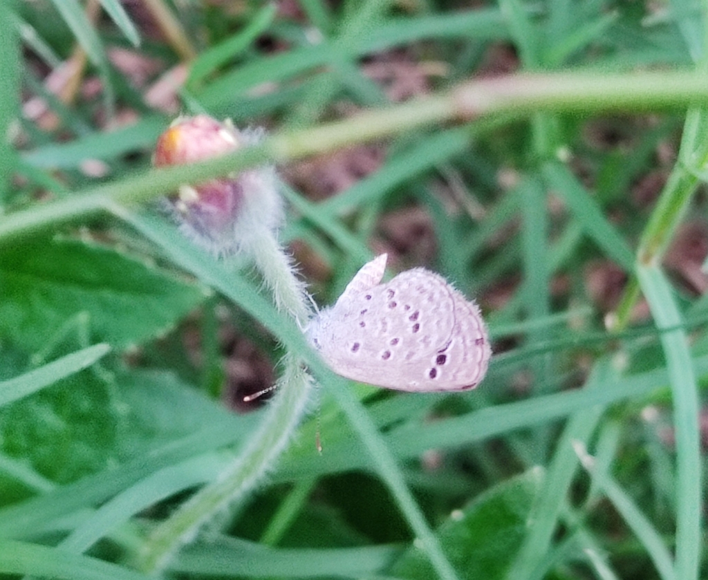 Lesser Grass Blue from PJX2+GP6, Katrakayalagunta, Andhra Pradesh ...