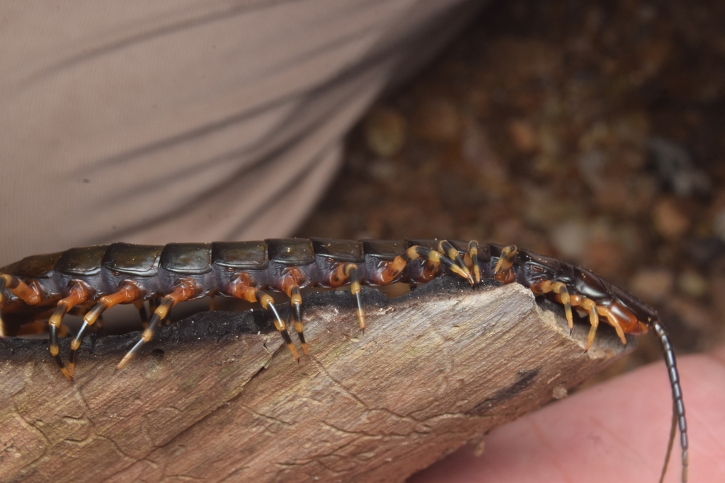 Amazonian Giant Centipede from Couva-Tabaquite-Talparo Regional ...