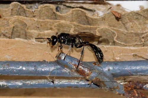 Trypoxylon aurifrons · iNaturalist