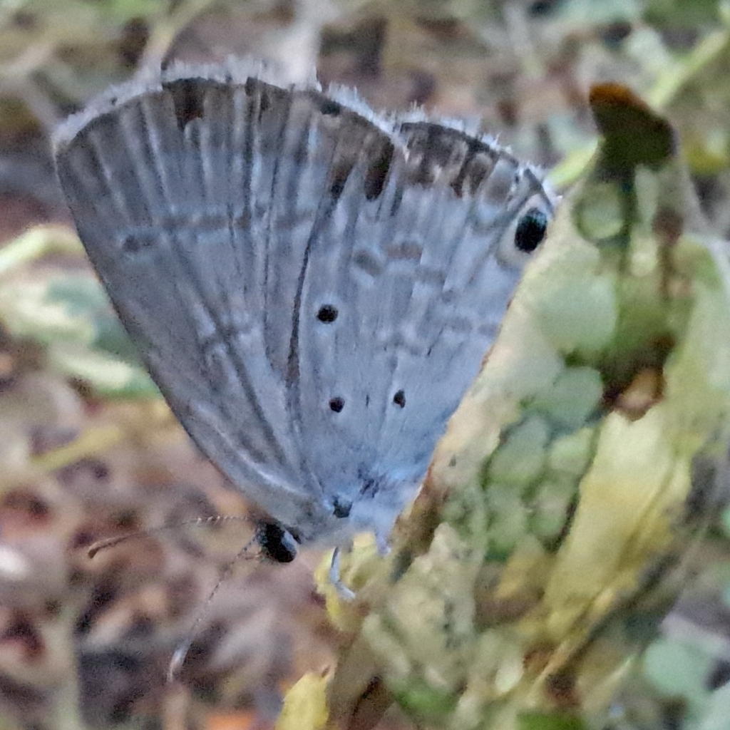 Gram Blue in October 2022 by Anumay Gopal. @rajibdey · iNaturalist