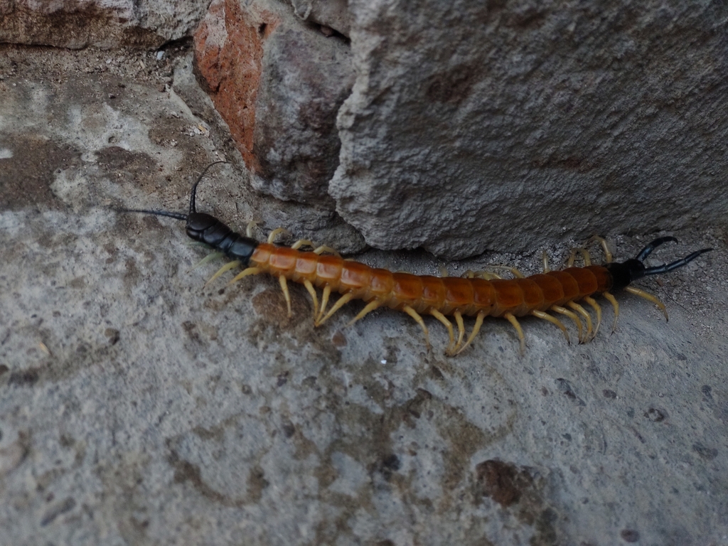 Giant Desert Centipede from Luz y Esperanza, Durango, Dgo., México on ...