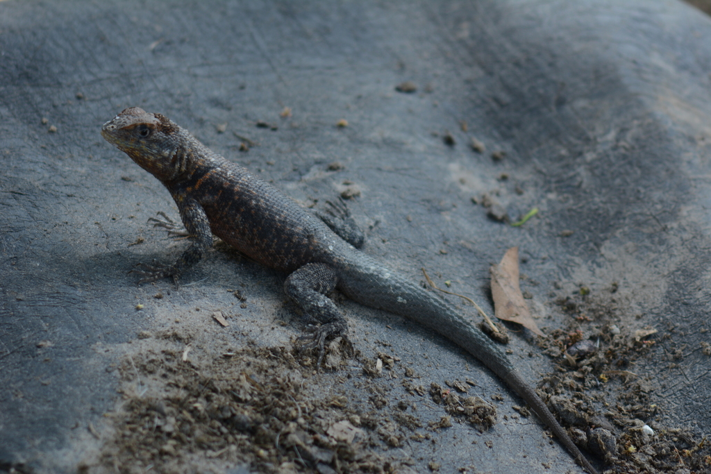 Peters' Lava Lizard from Penalva - MA, Brasil on September 10, 2022 at ...