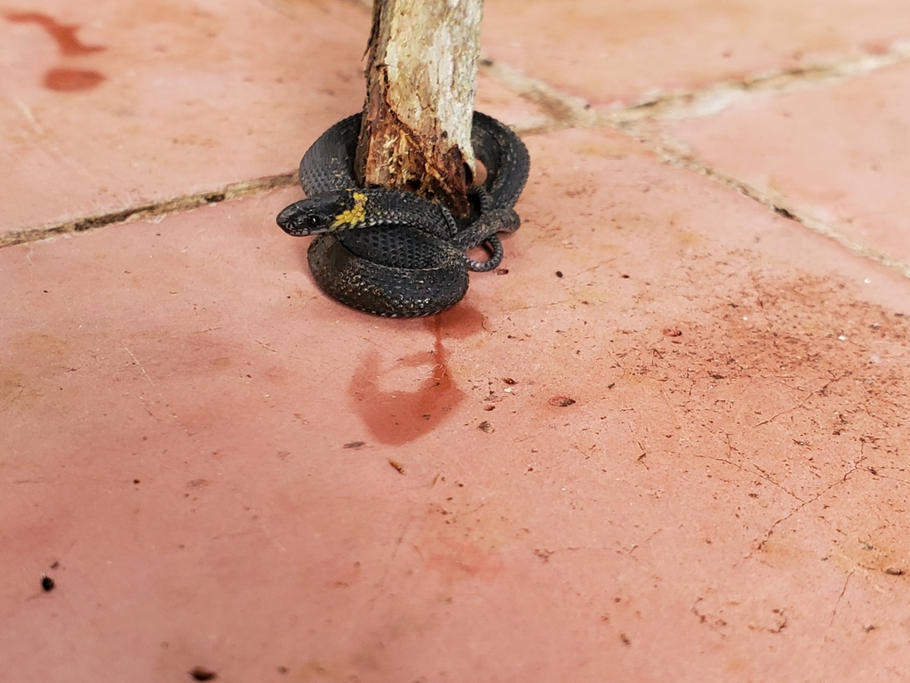 Ringneck Coffee Snake from V23V+VM8, Sector Lago de Yojoa, Honduras on ...