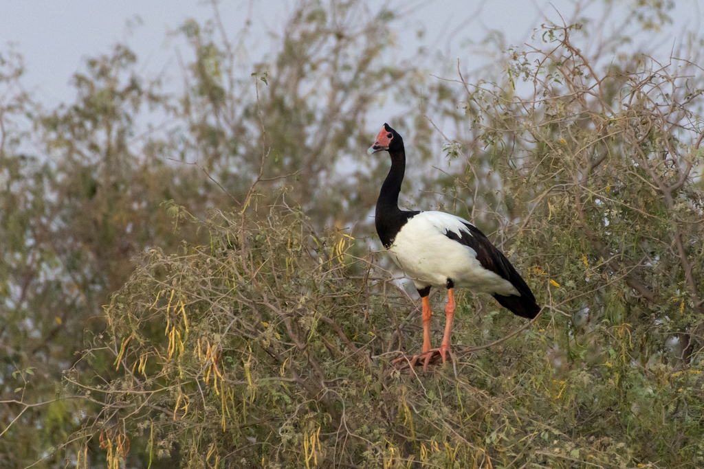 Magpie Goose from Dubai - United Arab Emirates on June 04, 2022 at 07: ...