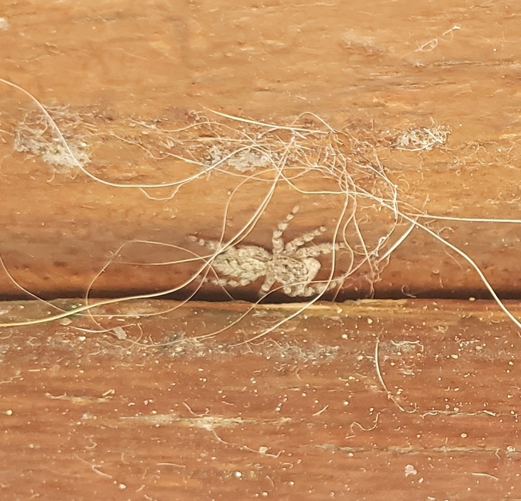 Tan Jumping Spider from Storm Lake, IA 50588, USA on October 21, 2022 ...