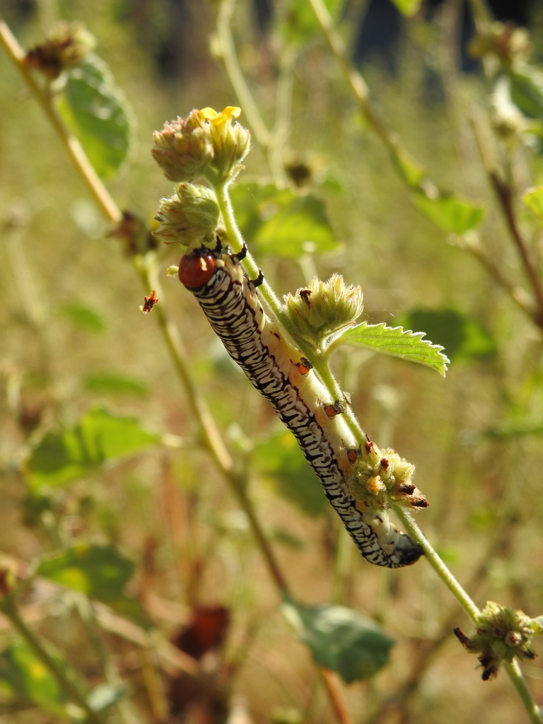 Hieroglyphic Moth from Badiraguato, Sin., México on October 20, 2022 at ...