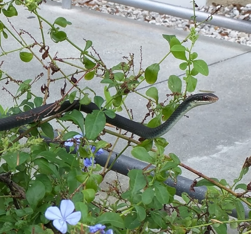 North American Racer from Fort Myers, FL 33901, USA on December 29 ...