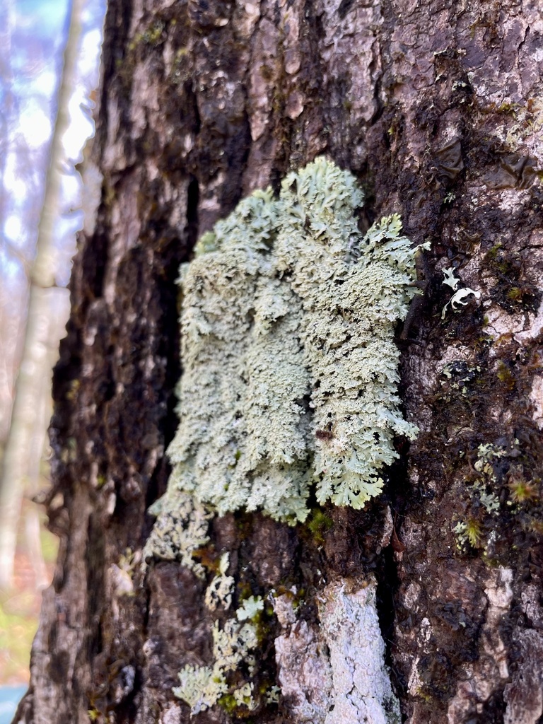 Scaly Fringe Lichen from Fundy National Park, Alma, NB, CA on October ...