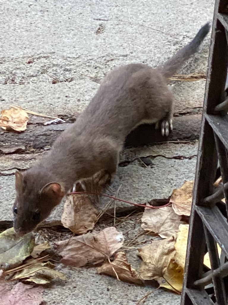 Long-tailed Weasel from Oseetah Lake, Saranac Lake, NY, US on October ...