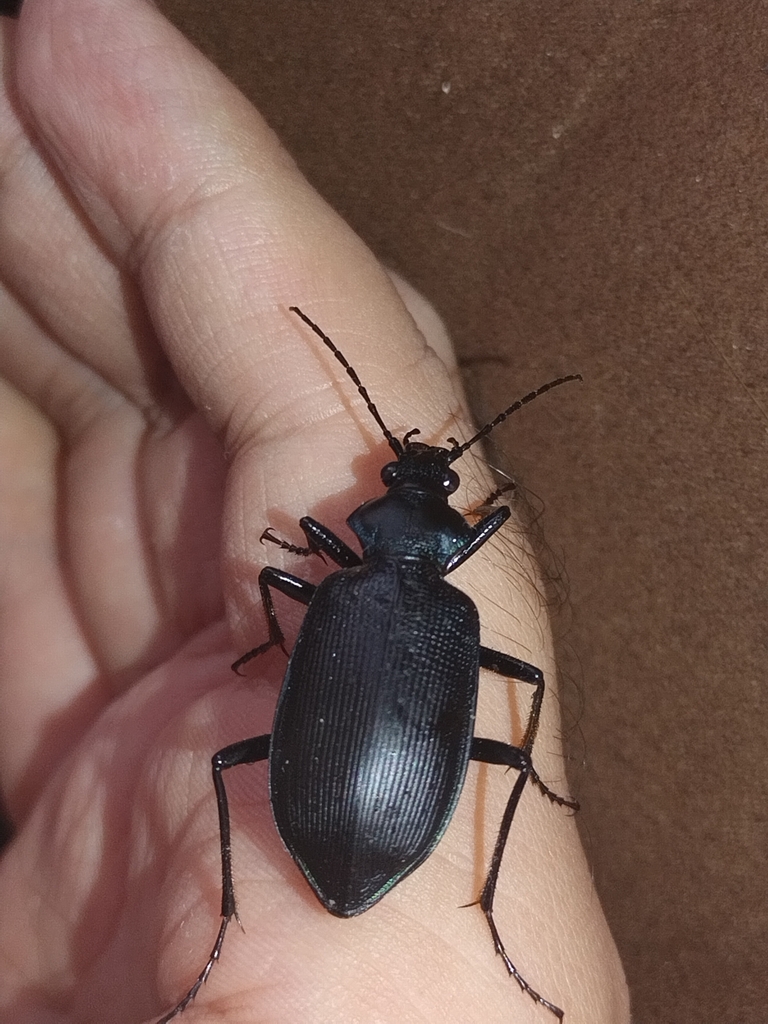 Calosoma angulatum from Miguel Alemán Valdés, 87030 Cd Victoria, Tamps ...