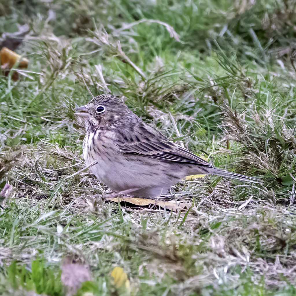 Vesper Sparrow from Central Park West Historic District, New York, NY ...