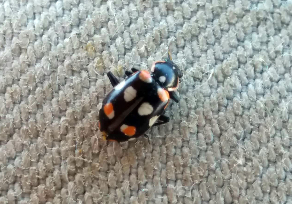 Eriopis connexa from Paraná, AR-ER, AR on October 20, 2022 at 09:14 PM ...