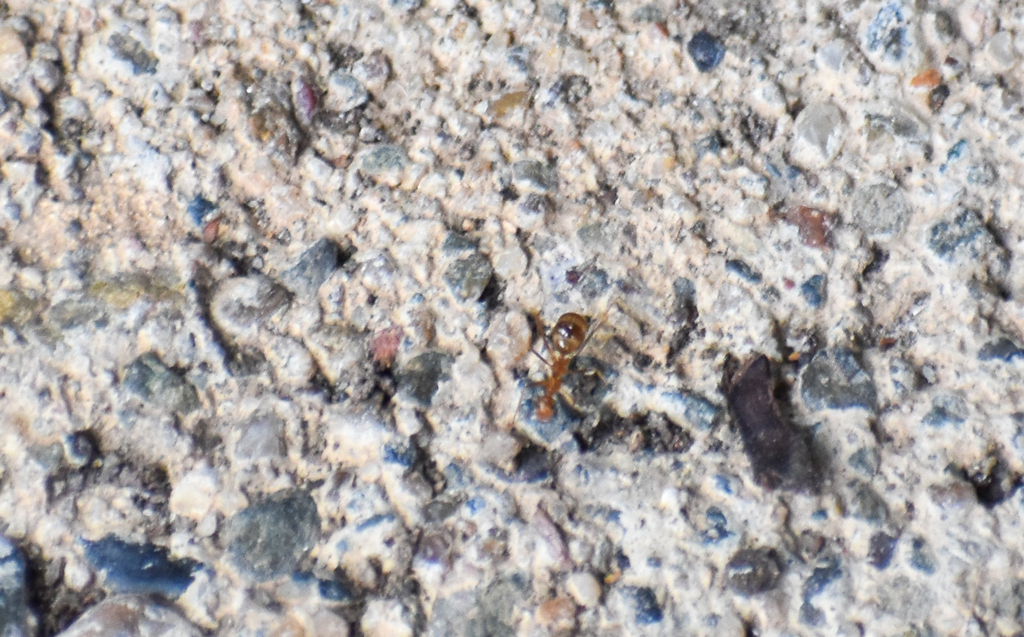 Yellow Crazy Ant from Chermside QLD 4032, Australia on October 22, 2022 ...