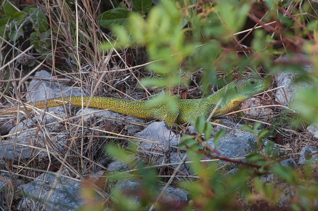 Balkan Green Lizard from Ilion, Greece on October 12, 2022 at 11:24 AM ...