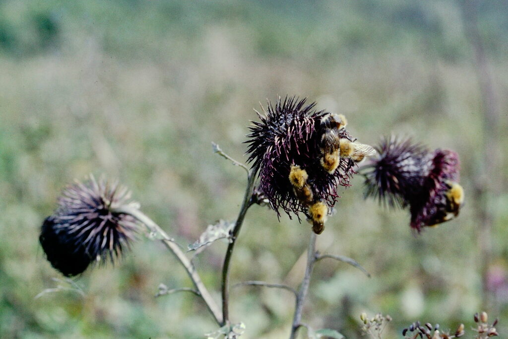 Ussuri Bumble Bee from 인제군 곰배령 on September 26, 1998 by Taewoo Kim. My ...