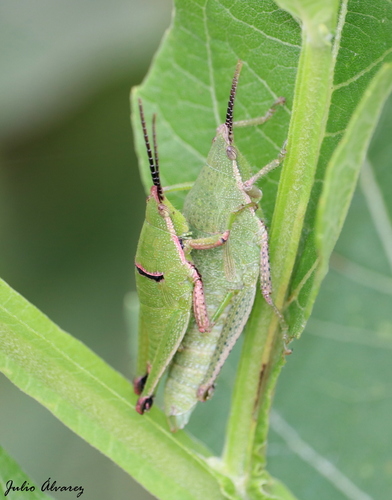 Sphenarium borrei · iNaturalist