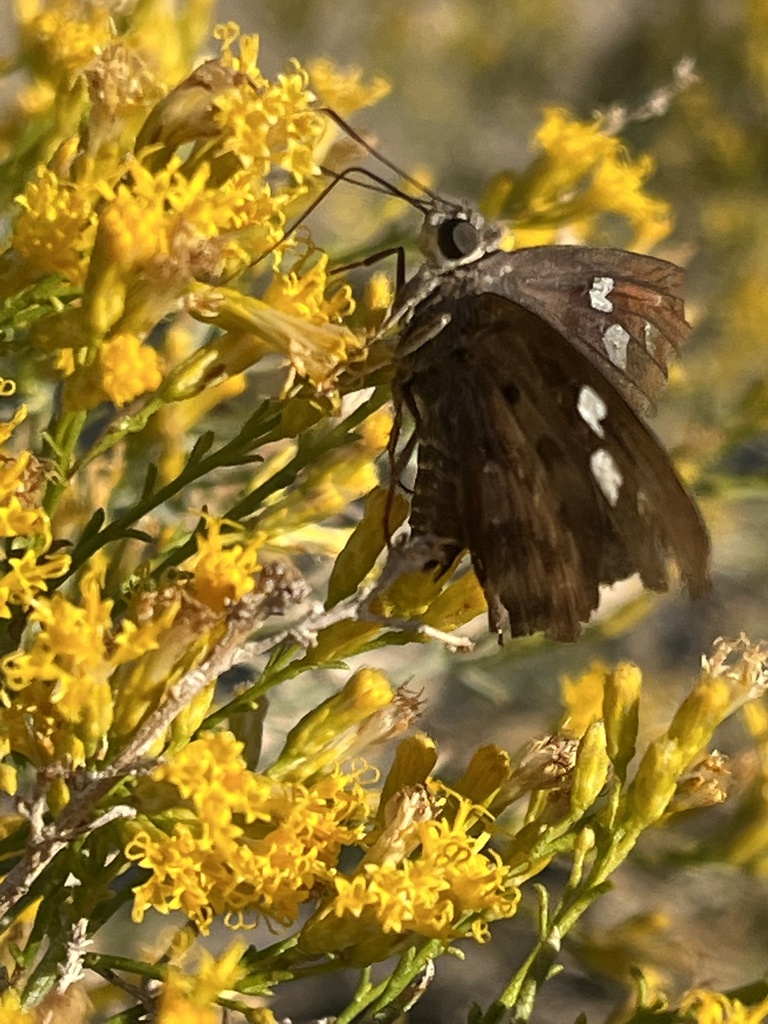 Arizona Hammock Skipper from Joshua Tree National Park, Indio, CA, US ...