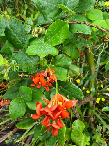 Kennedia lateritia · iNaturalist