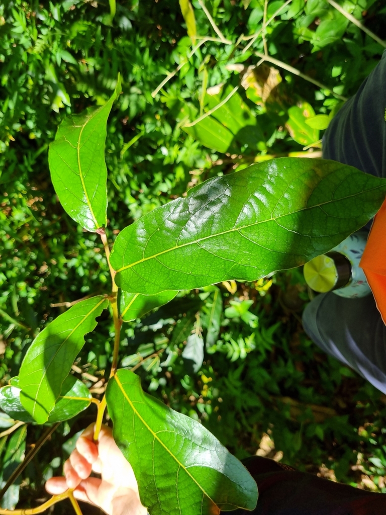plants from Gardners Falls on September 26, 2022 at 09:39 AM by Emily ...