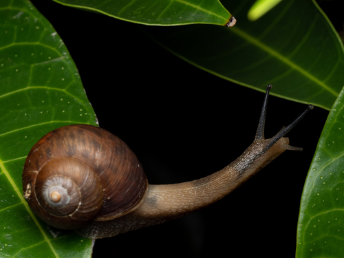 chloritis's Identifications · iNaturalist