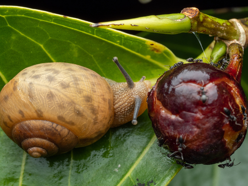 chloritis's Identifications · iNaturalist