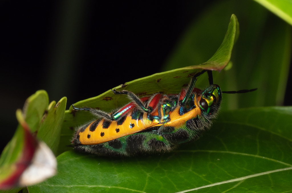 Scutellera nepalensis in October 2022 by S Dowell · iNaturalist