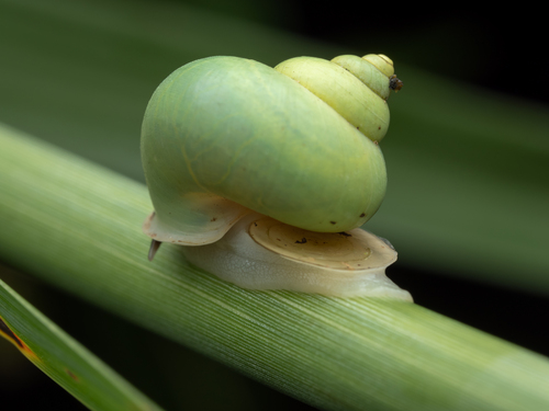 chloritis's Identifications · iNaturalist