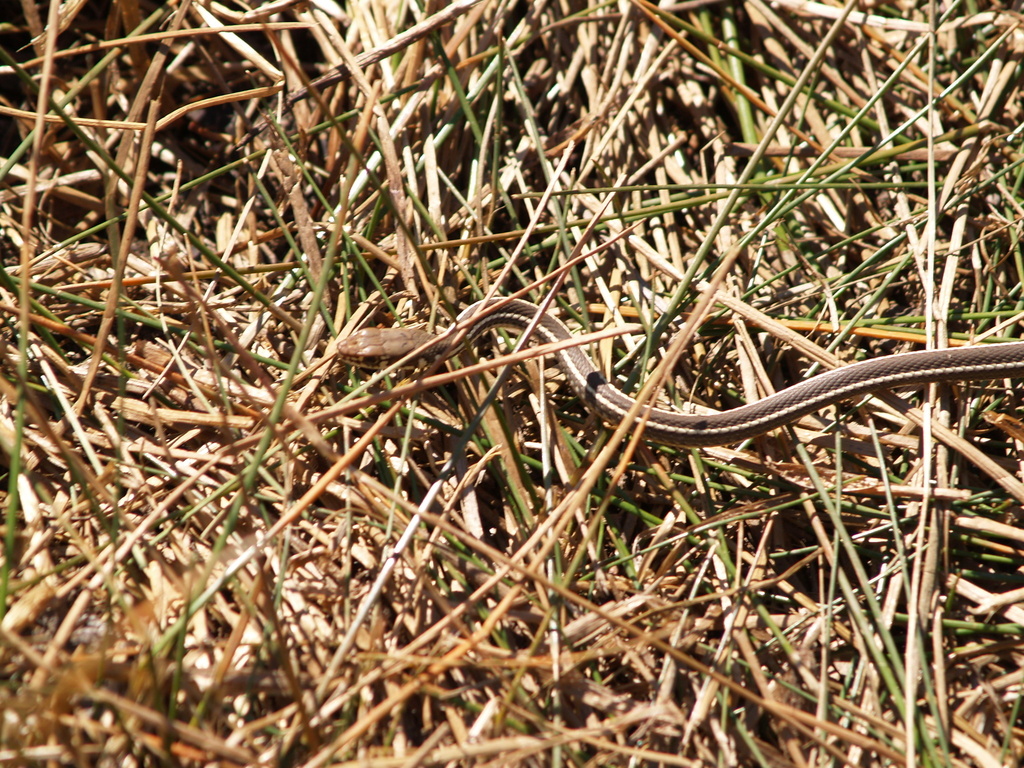 California Striped Racer from Hain Wilderness, Paicines, CA, US on ...