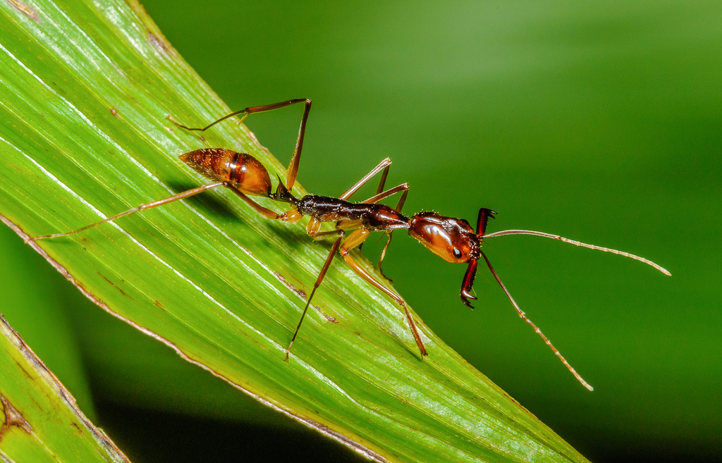 Odontomachus hastatus from , Rio de Janeiro, Brasil on November 20 ...