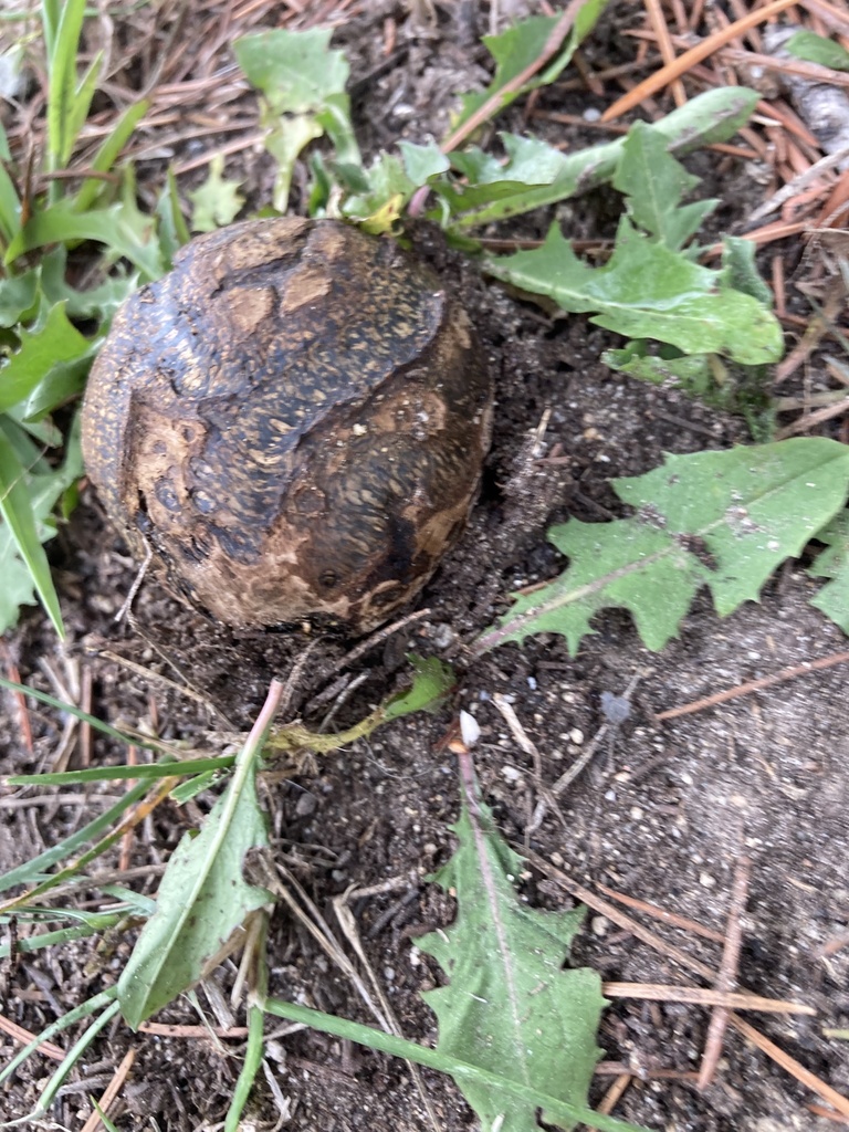 Pisolithus in October 2022 by Matt Smith · iNaturalist