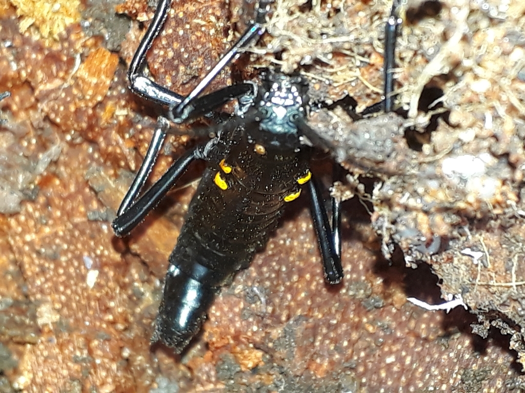 Stick Insects from Cra. 11d Este #71a Sur-1, Bogotá, Colombia on August ...