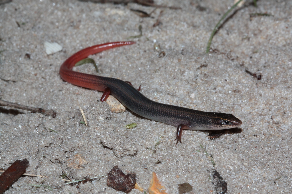 Cedar Key Mole Skink in August 2009 by Jake Scott · iNaturalist