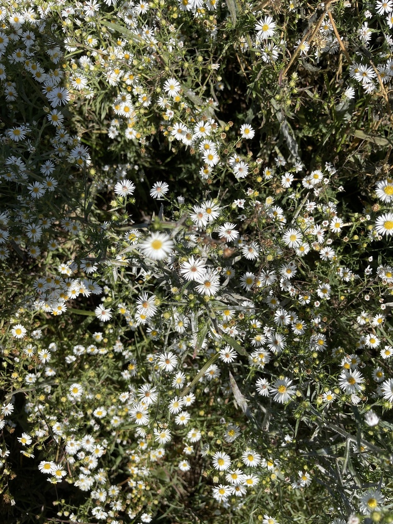asters and allies from Zimmerman Rd, Inman, SC, US on October 22, 2022 ...