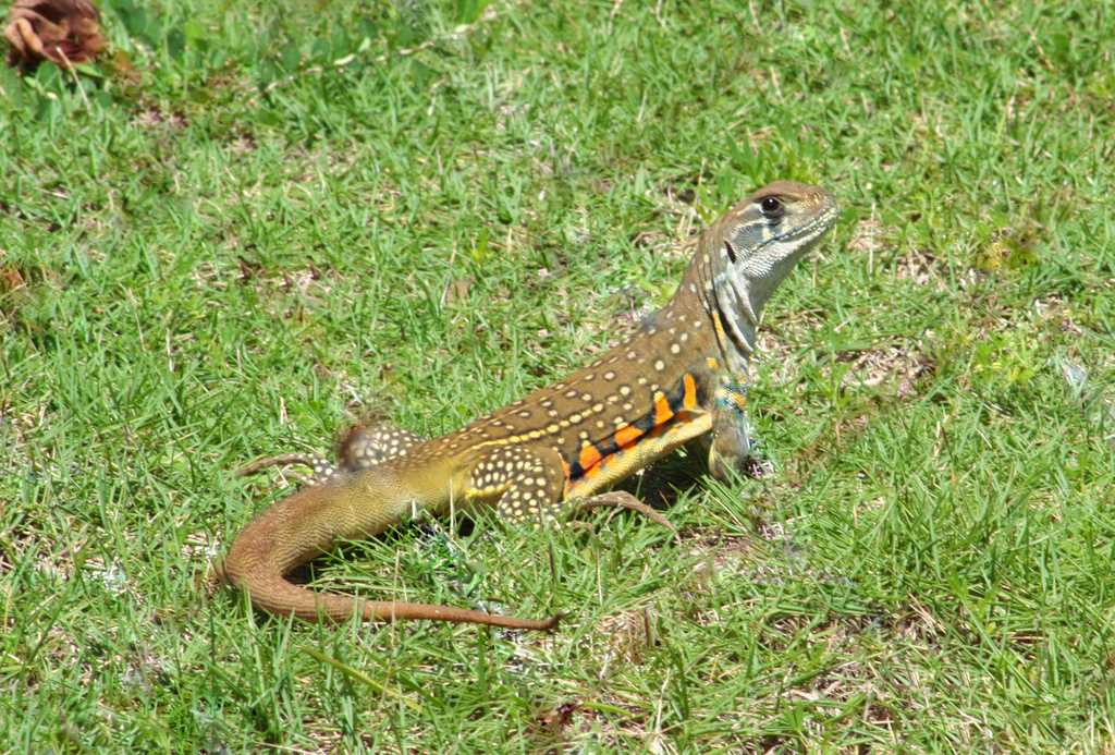 Common Butterfly Lizard in September 2011 by Jake Scott · iNaturalist
