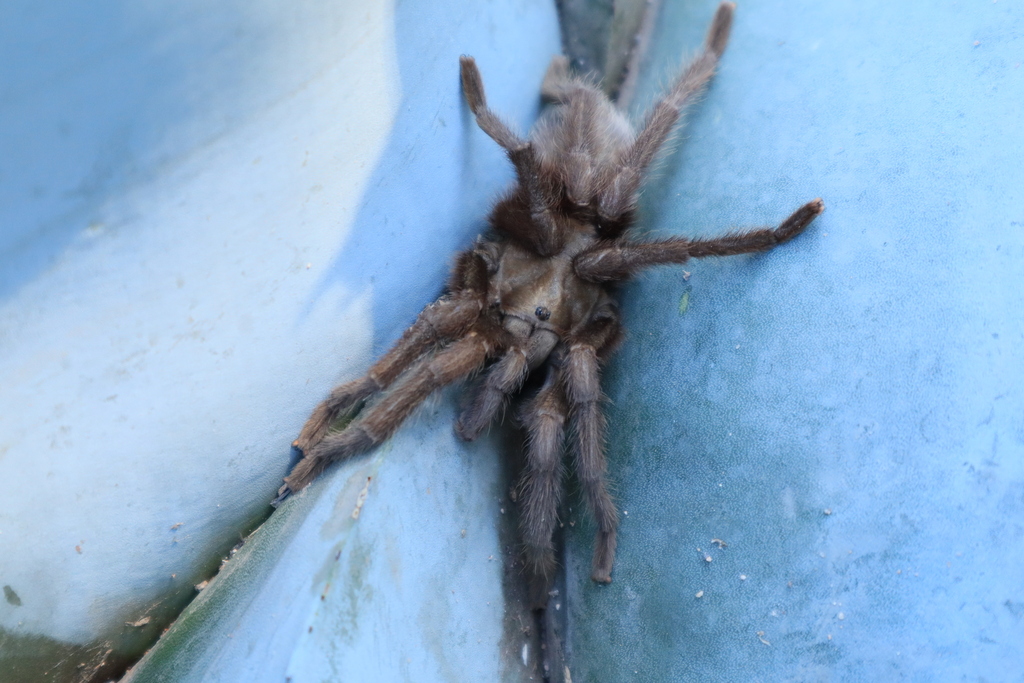 Texas Brown Tarantula from Hidalgo County, NM, USA on October 21, 2022 ...