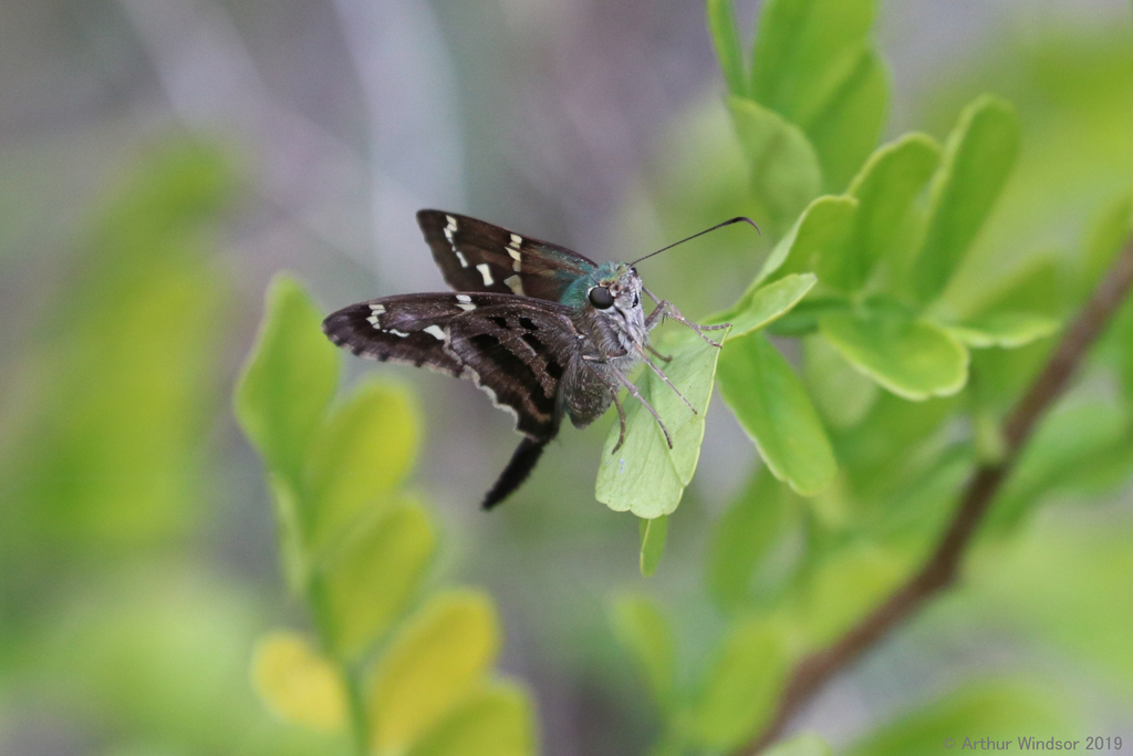 Long-tailed Skipper from Jupiter Inlet Lighthouse Outstanding Natural ...
