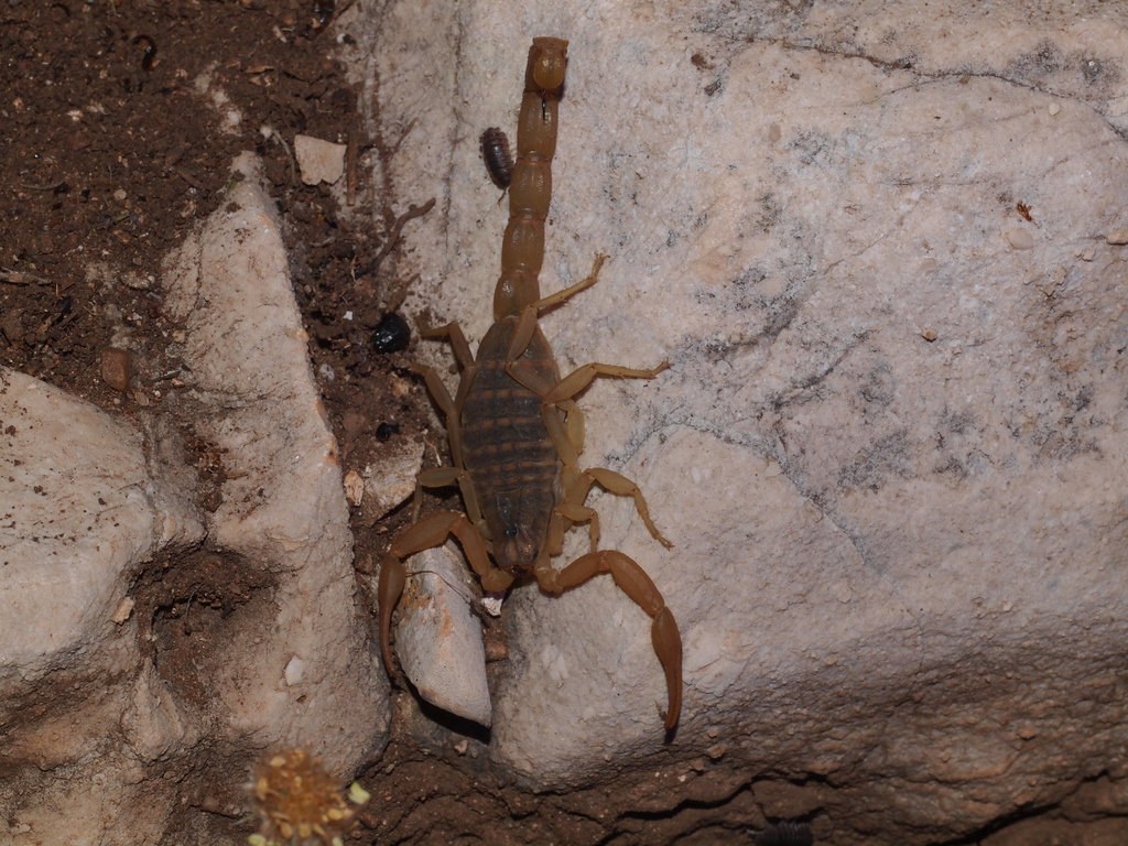 Mediterranean Checkered Scorpion from Westgriechenland, Griechenland on ...