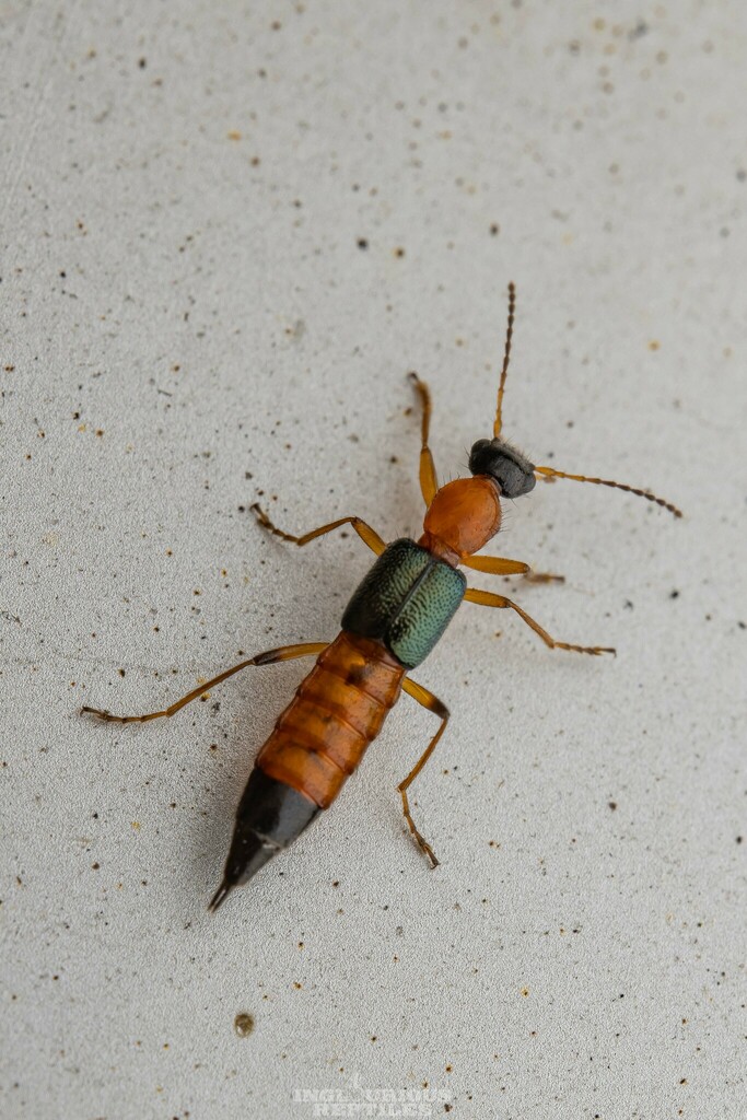 Paederus fuscipes in October 2022 by Artur Tomaszek · iNaturalist