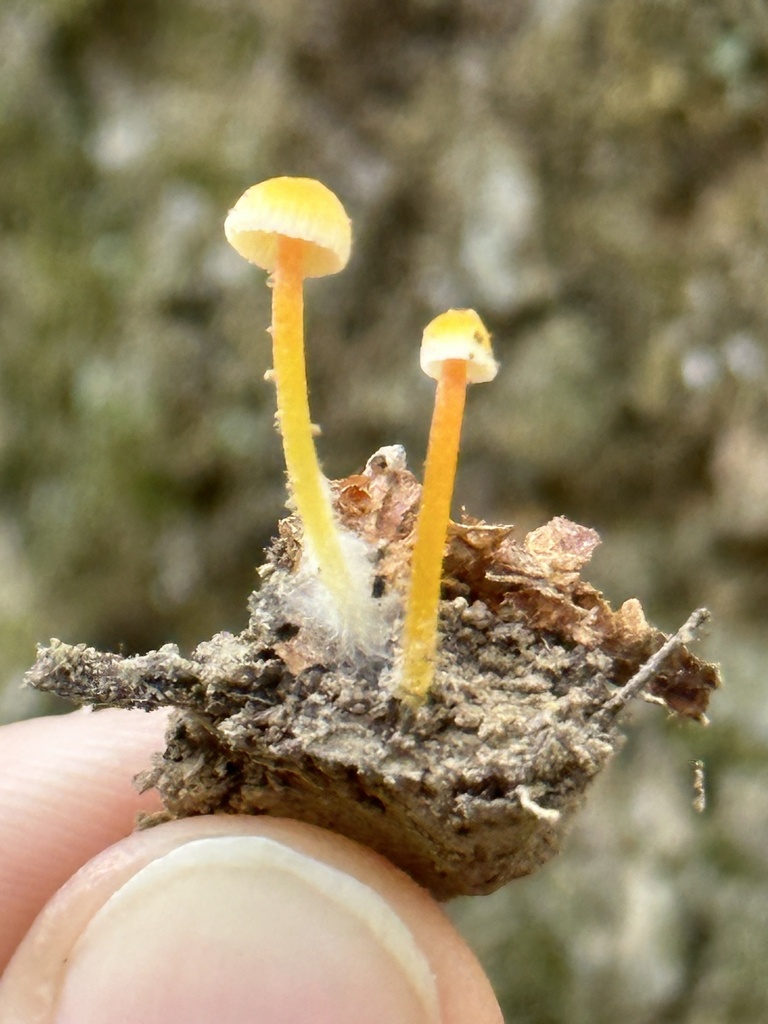 Walnut Mycena from Nesbit Park, Bartlett, TN, US on October 22, 2022 at ...