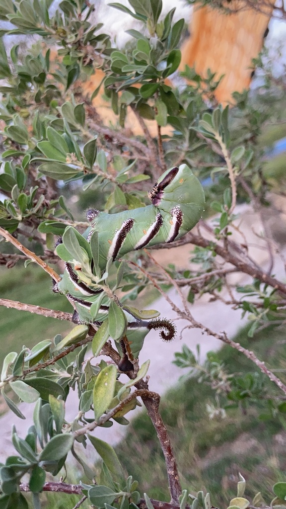 Sphinx leucophaeata from Parque Recreativo Cultural Siglo XXI, Victoria ...