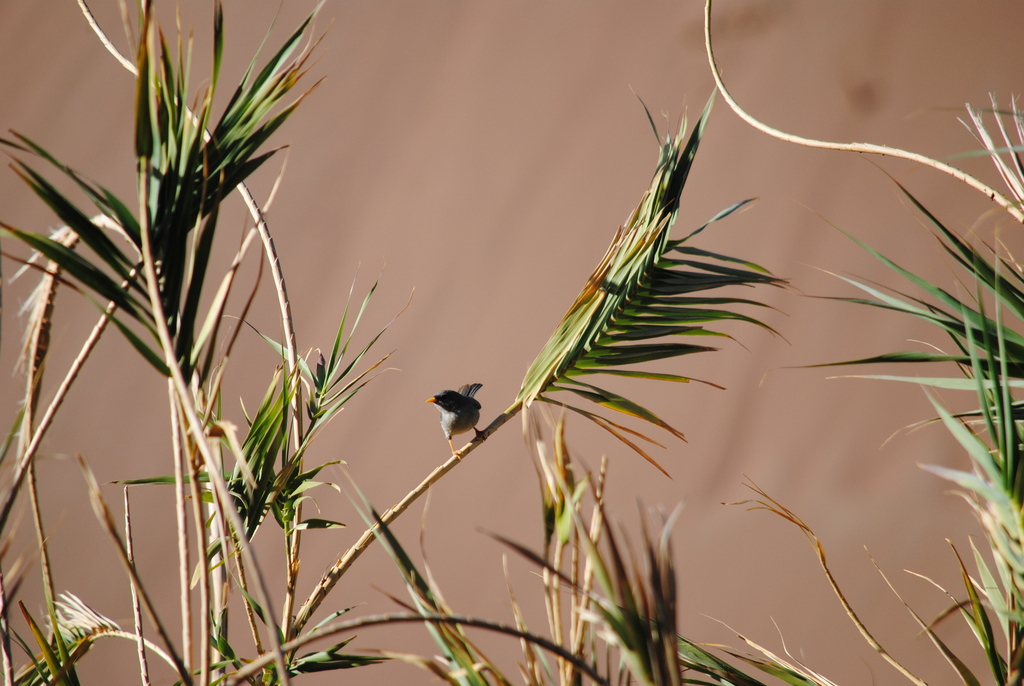 Slender-billed Finch in October 2022 by Margarita Ruiz De Gamboa ...