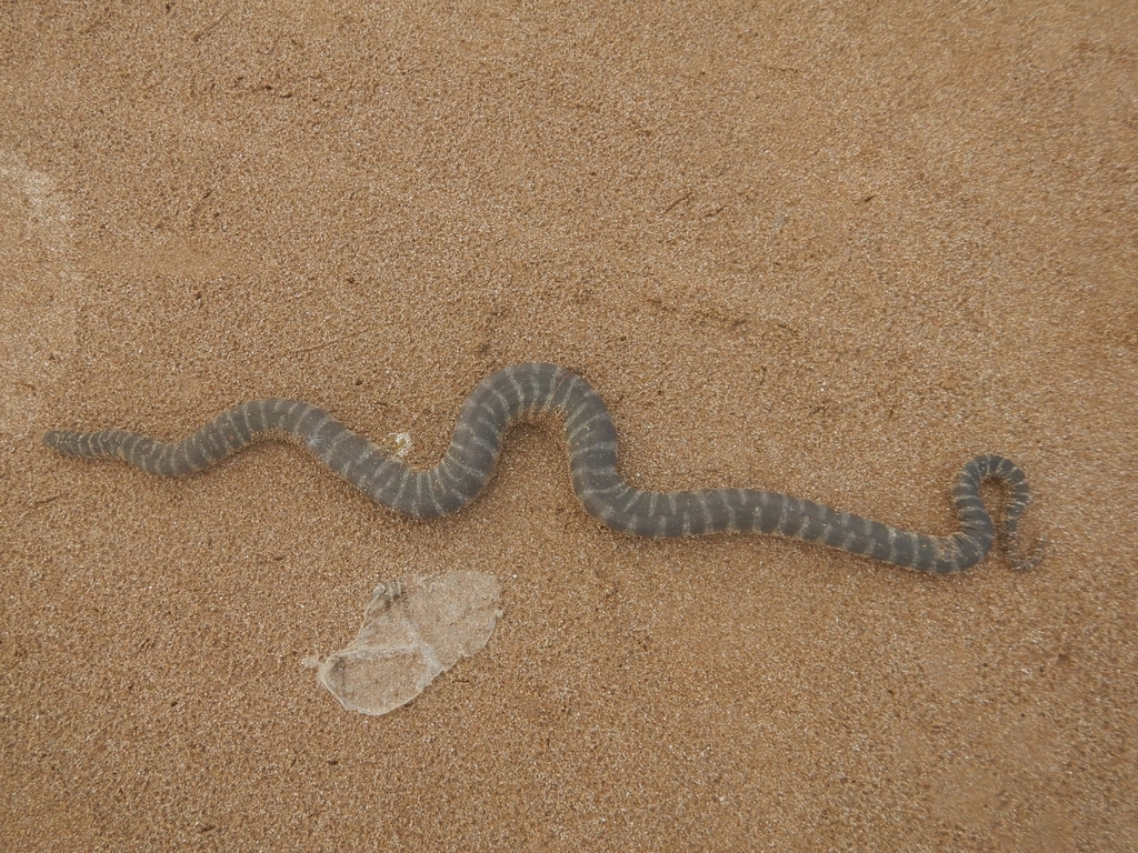 Marine File Snake in September 2022 by Pradip Patade · iNaturalist