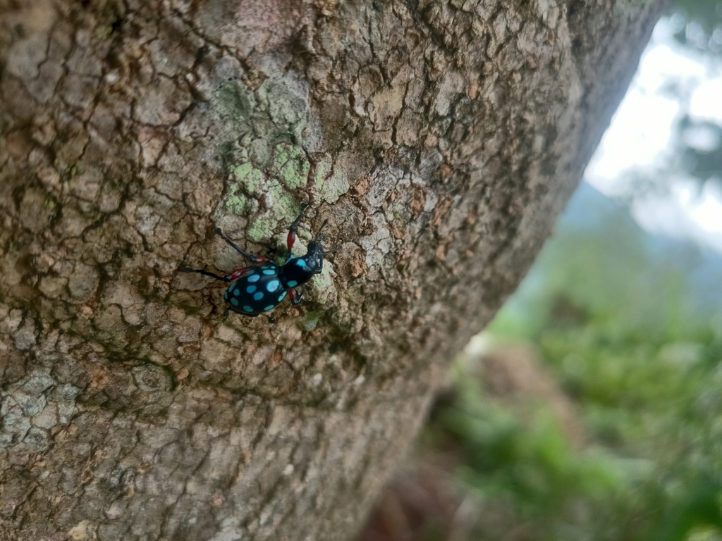 Jewel Weevils from WWH5+XFP, Sabangan, Mountain Province, Philippines ...