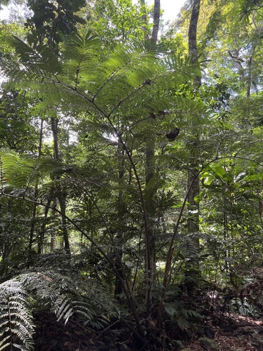 Ptisana soluta · iNaturalist