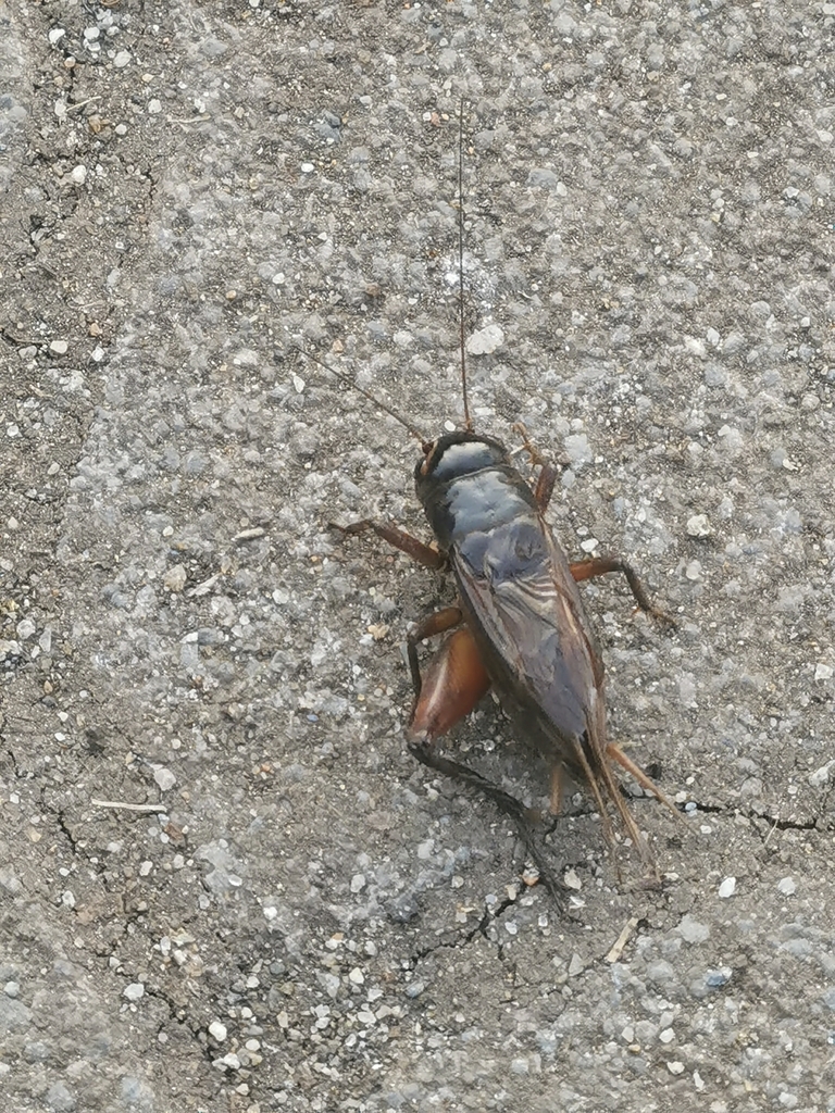 Emma Field Cricket from 日本 〒135-0042 on October 23, 2022 at 04:31 PM by ...