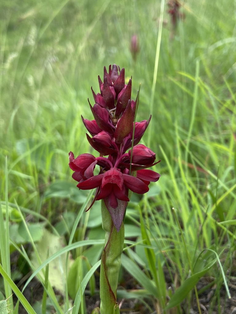 Satyrium rhodanthum in October 2022 by Carel Fourie · iNaturalist