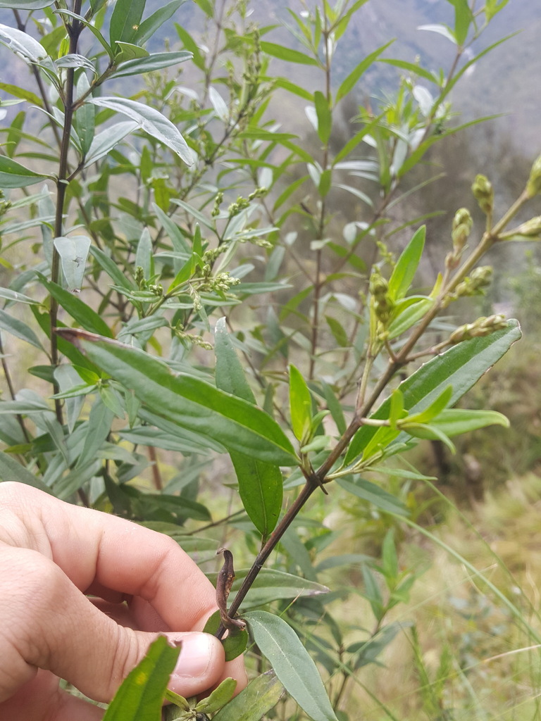 Prostanthera williiamsii in October 2022 by Kjell Knable. Formerly ...
