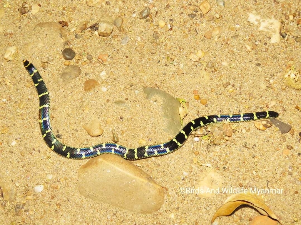 Burmese pipe snake from Taung Ywar Naung, Myanmar (Burma) on October 5 ...