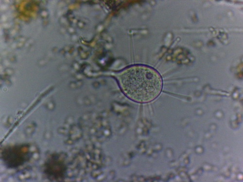 Podophrya sandi · iNaturalist