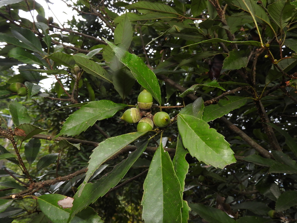 ring-cupped oak from 台灣高雄市 on October 22, 2022 at 12:28 PM by 陳慧珠 ...